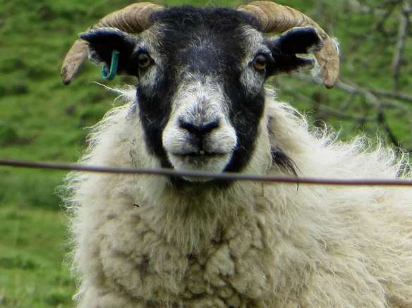 Shepherds, Gen Z, and Instructions | One Wild and Precious Life